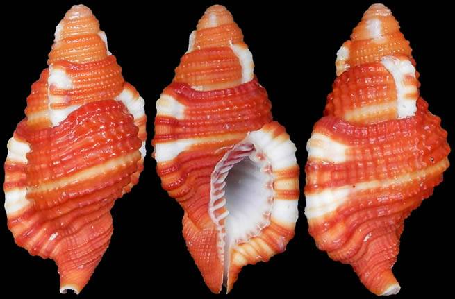 shellauction.net :: Cymatium (Septa) rubeculum - 3749690