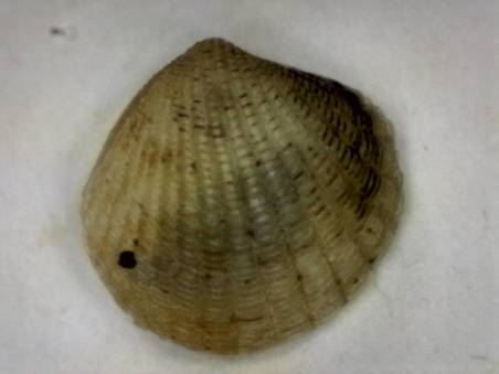 shellauction.net :: Cardium species - 3749710