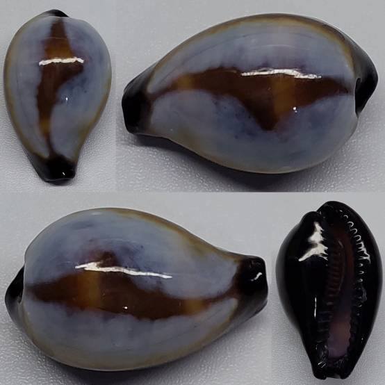 shellauction.net :: Erronea onyx - 3750273