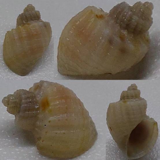 shellauction.net :: Scalptia sp. - 3750291