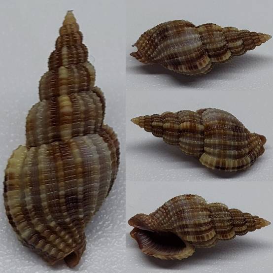 shellauction.net :: Phos roseatus - 3750319