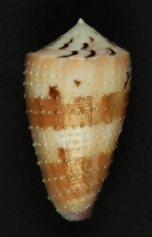 shellauction.net :: Conus circumactus - 3750451