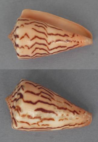 shellauction.net :: Conus princeps - 3750466