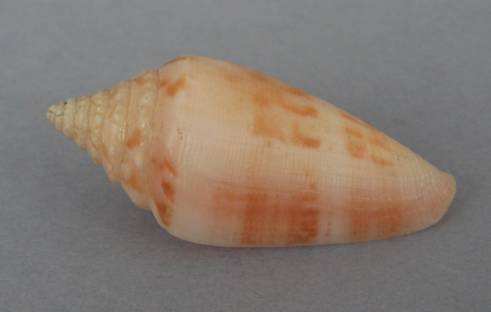 shellauction.net :: Conus anemone compressus - 3750470