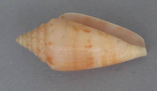 shellauction.net :: Conus anemone compressus - 3750470