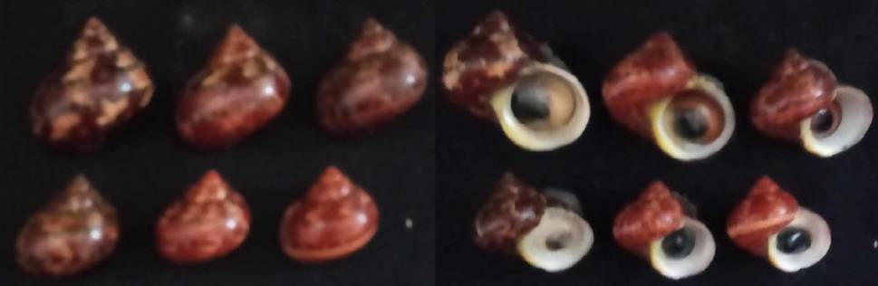 shellauction.net :: Turbo petholatus - 3750568