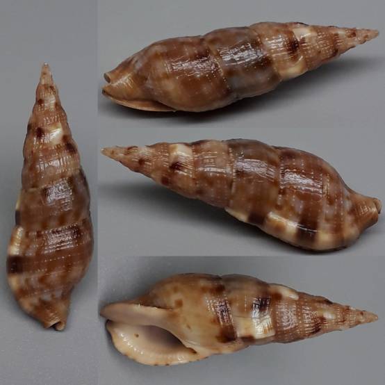 shellauction.net :: Colubraria ceylonensis - 3750754