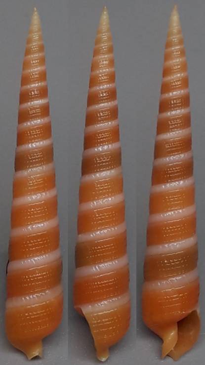 shellauction.net :: Terebra sp. - 3750869