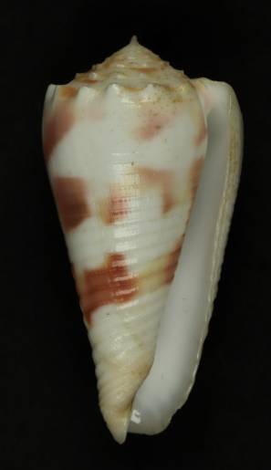 shellauction.net :: Conus moluccensis merletti - 3750941