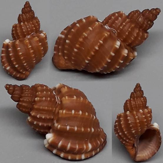 shellauction.net :: Scalptia textilis - 3750949