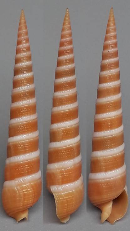 shellauction.net :: Terebra sp. - 3750995