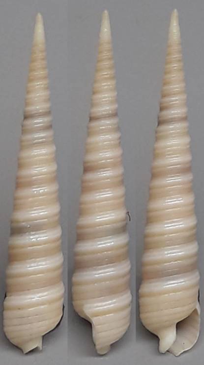 shellauction.net :: Terebra sp. - 3750998