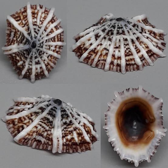 shellauction.net :: Patella sp. - 3751035