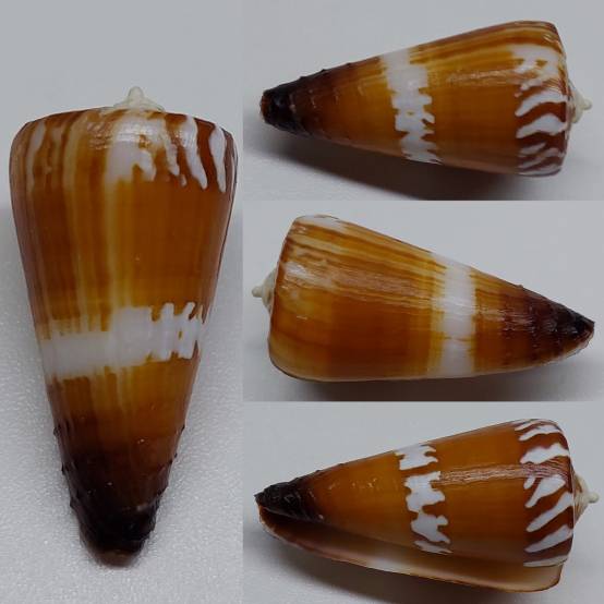 shellauction.net :: Conus litoglyphus - 3751522