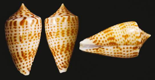 shellauction.net :: Conus inscriptus - 3751577