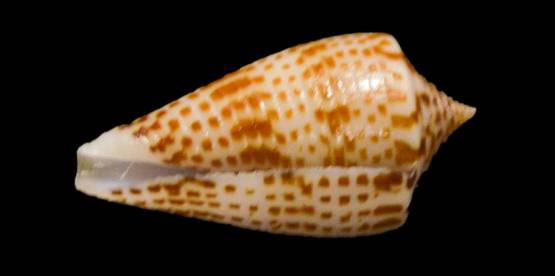 shellauction.net :: Conus inscriptus - 3751577