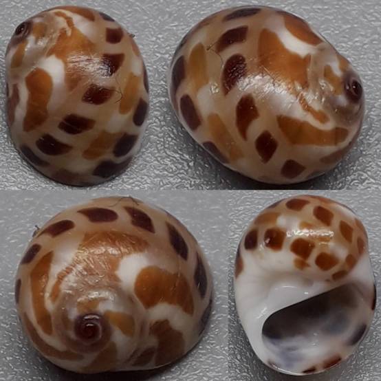 shellauction.net :: Natica sp. - 3751975