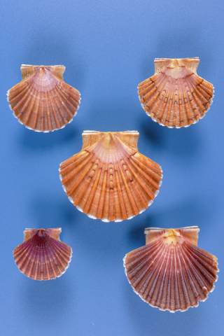 shellauction.net :: Pecten jacobaeus - 3752072