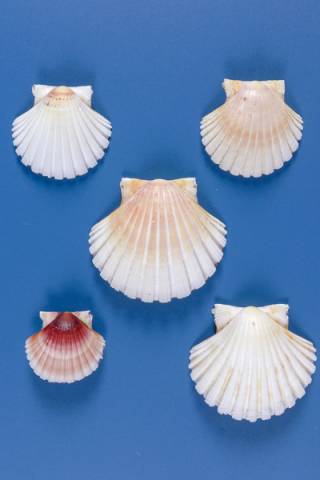 shellauction.net :: Pecten jacobaeus - 3752072