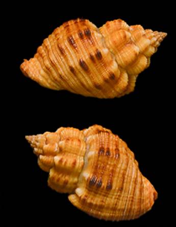 shellauction.net :: Cantharus melanostoma - 3752579