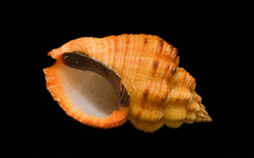 shellauction.net :: Cantharus melanostoma - 3752579