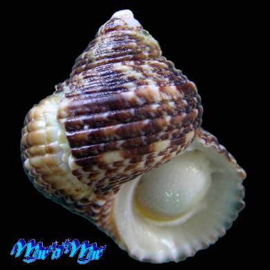 shellauction.net :: Turbo intercostalis - 3753766