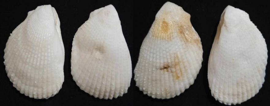 shellauction.net :: Lima Lima vulgaris - 3753918