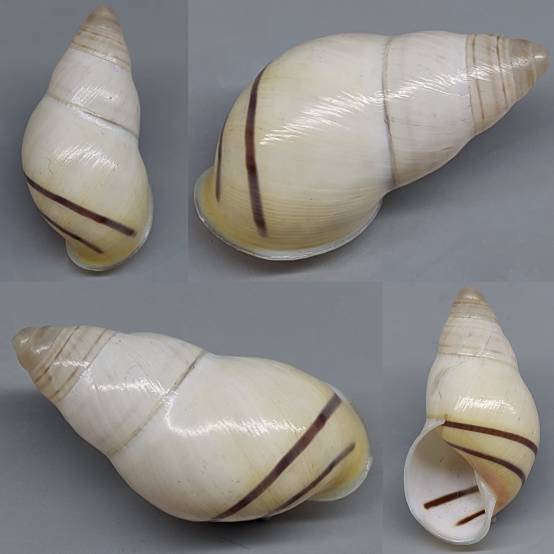 shellauction.net :: Amphidromus contrarius var. suspectus - 3753941