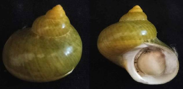 shellauction.net :: Turbo reevii - 3753954