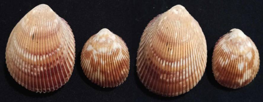 shellauction.net :: Vasticardium enode - 3753955