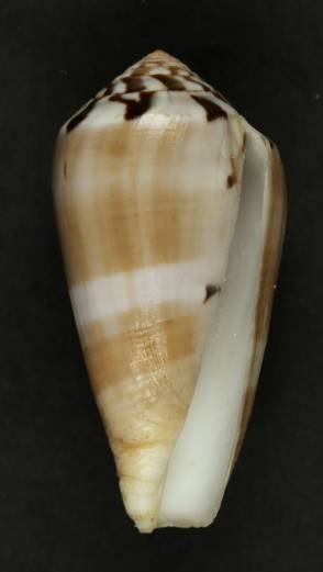 shellauction.net :: Conus fulmen - 3754032