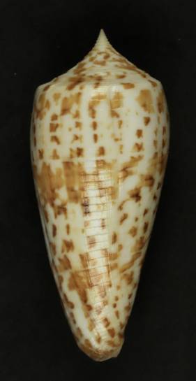 shellauction.net :: Conus lynceus - 3754035