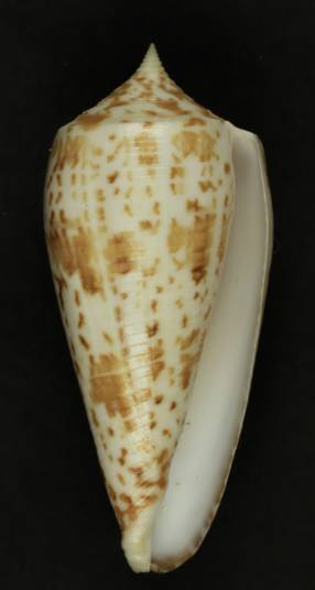 shellauction.net :: Conus lynceus - 3754035