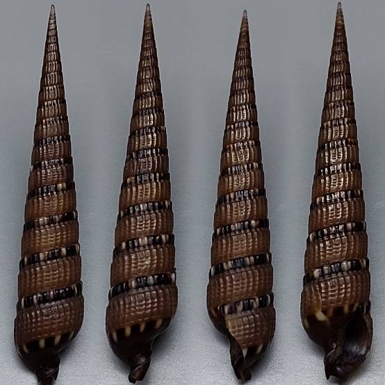 shellauction.net :: Terebra sp. - 3754395