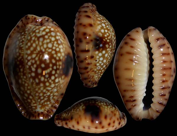 shellauction.net :: Naria nebrites - 3754417