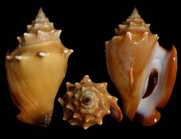 shellauction.net :: Strombus gracilior - 3754426