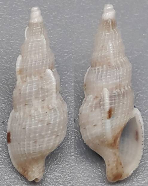 shellauction.net :: Colubraria sp. - 3755269