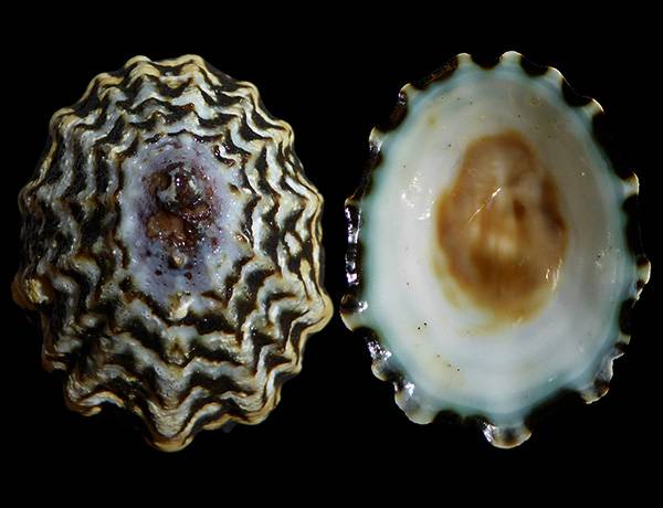 shellauction.net :: Scurria zebrina - 3755524