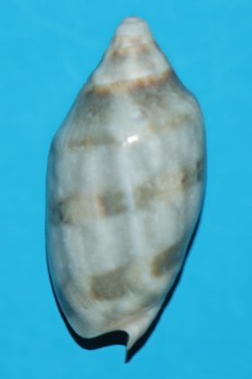 shellauction.net :: Cymbiola rutila - 3755570