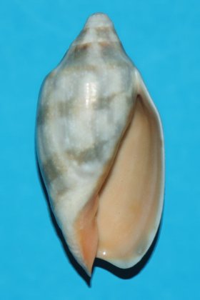 shellauction.net :: Cymbiola rutila - 3755570