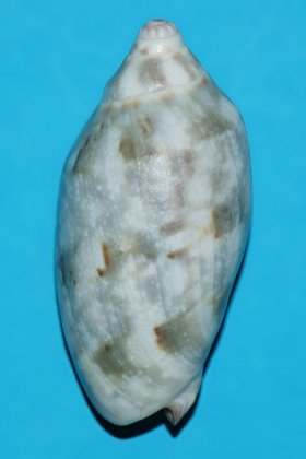 shellauction.net :: Cymbiola rutila - 3755579