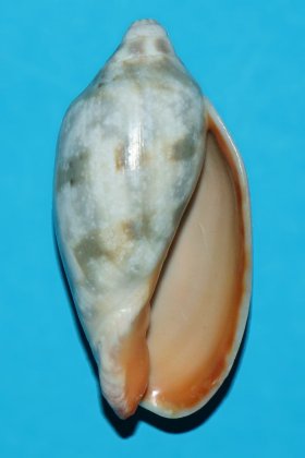 shellauction.net :: Cymbiola rutila - 3755579