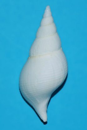 shellauction.net :: Colus islandicus - 3755610