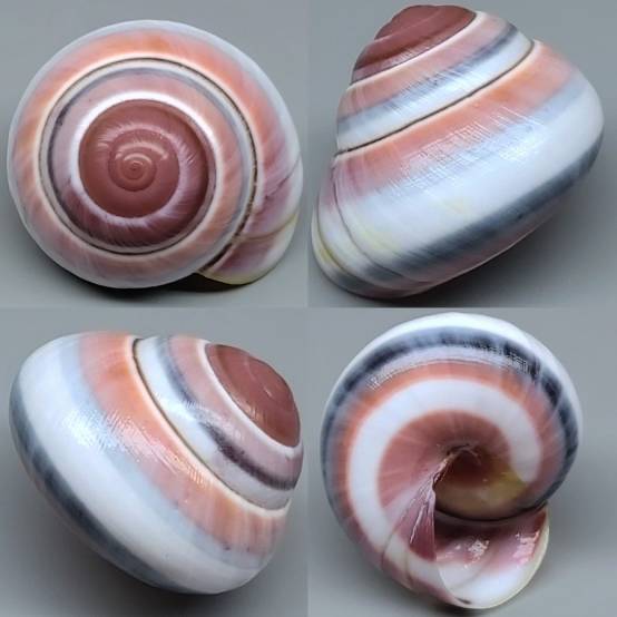 shellauction.net :: Asperitas sparsa baliensis - 3755774