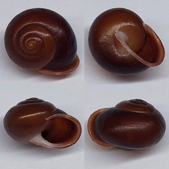 shellauction.net :: Chloritis argillacea - 3755887