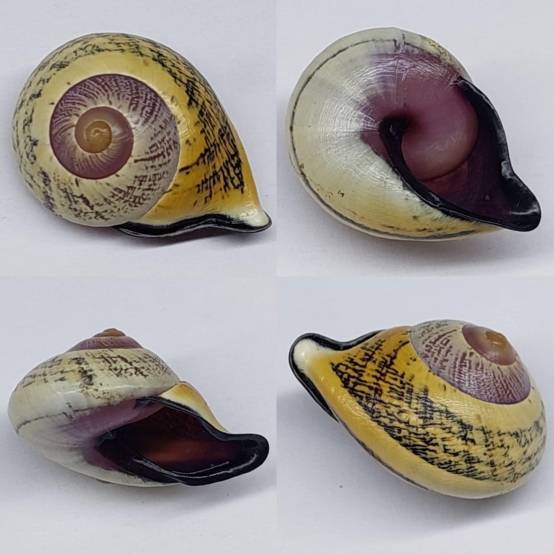 shellauction.net :: Rhynchotrochus kubaryi - 3755897