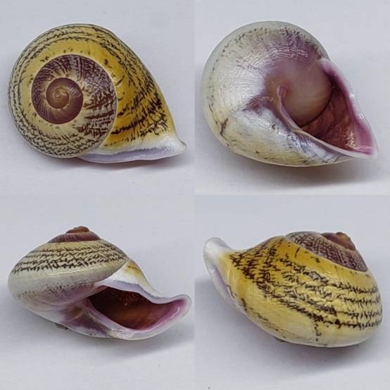 shellauction.net :: Rhynchotrochus kubaryi - 3755905