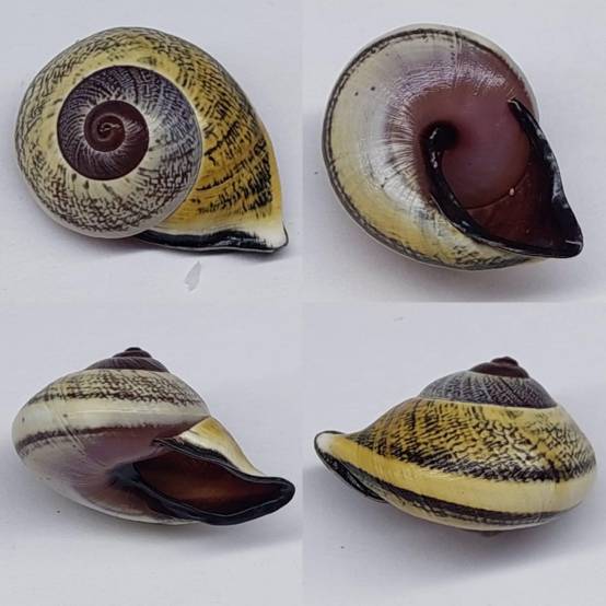 shellauction.net :: Rhynchotrochus kubaryi - 3755949