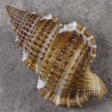 shellauction.net :: Gyrineum natator - 3756065