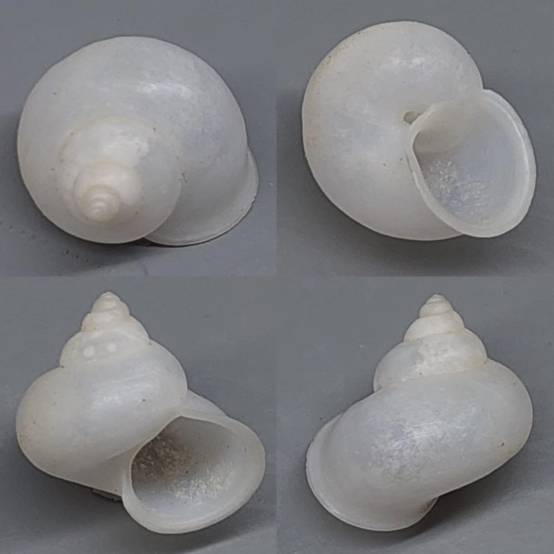 shellauction.net :: Lamprotula sp. - 3756139